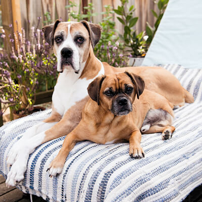 Why Do Dogs Have Four Legs
